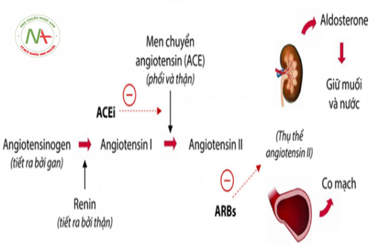 [Tổng quát] Thuốc giãn mạch là gì? Cơ chế và tác dụng
