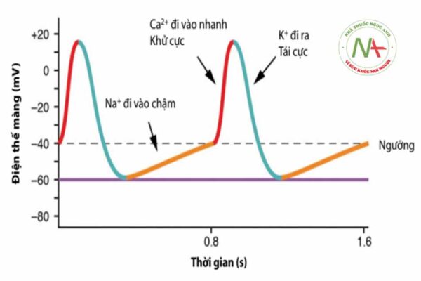Thuốc điều trị rối loạn nhịp tim: Phân loại và lưu ý khi sửa dụng