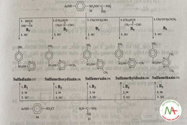Sulfamid là nhóm thuốc gì? Cơ chế và phân loại điều trị