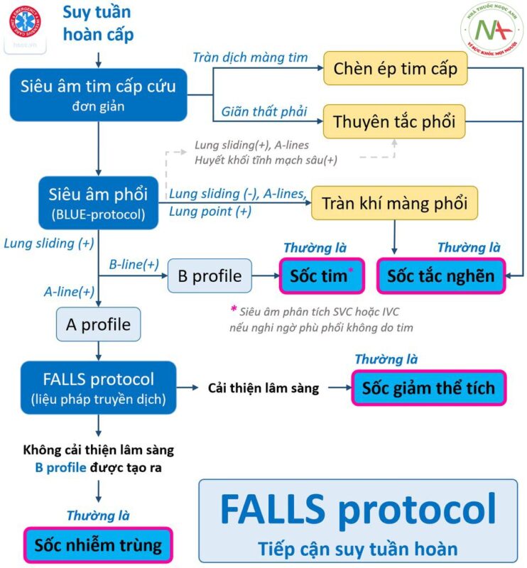 Siêu âm FALLS protocol - siêu âm đánh giá sốc