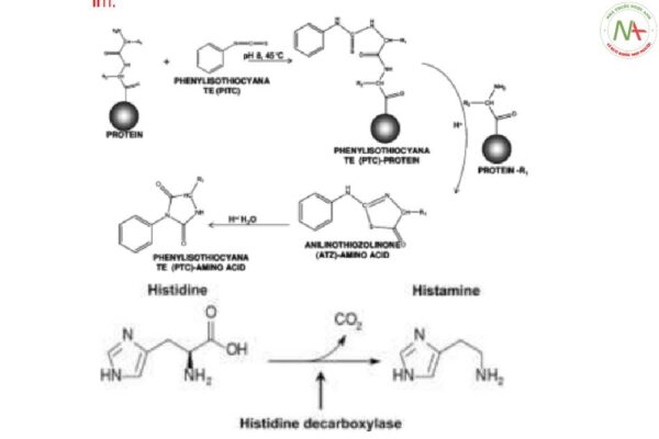Hóa học Protid: Danh pháp, cấu trúc, vai trò, phân loại và các tính chất