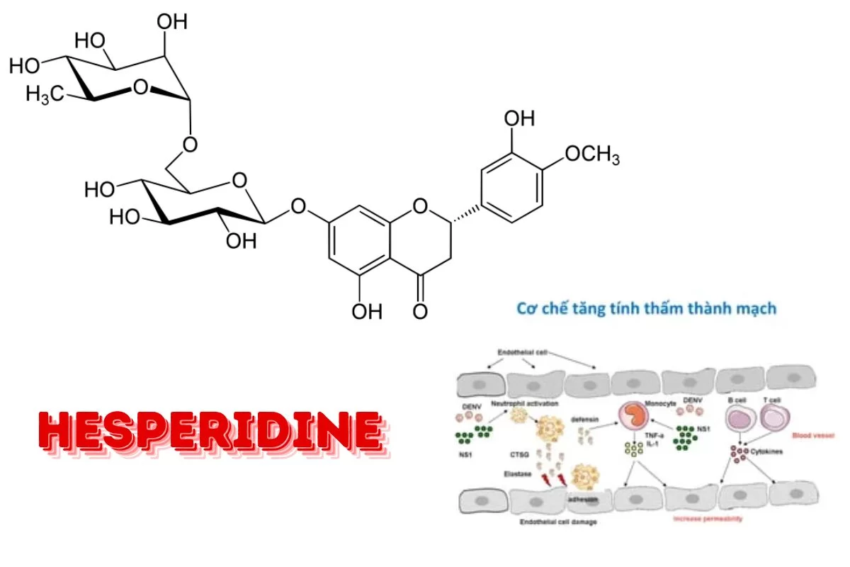 Hesperidin là thuốc gì? Tất tần tật về thuốc giãn tĩnh mạch Hesperidin