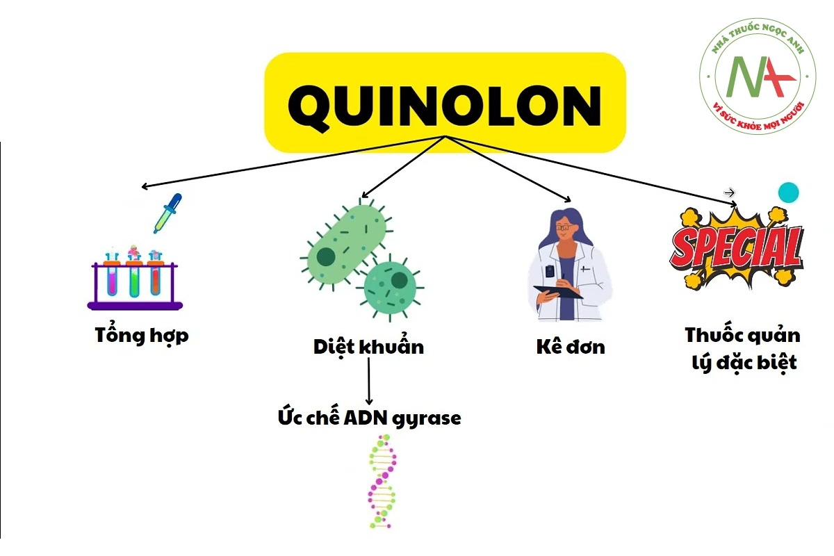 Kháng sinh nhóm Quinolon - nhà thuốc online Ngọc Anh