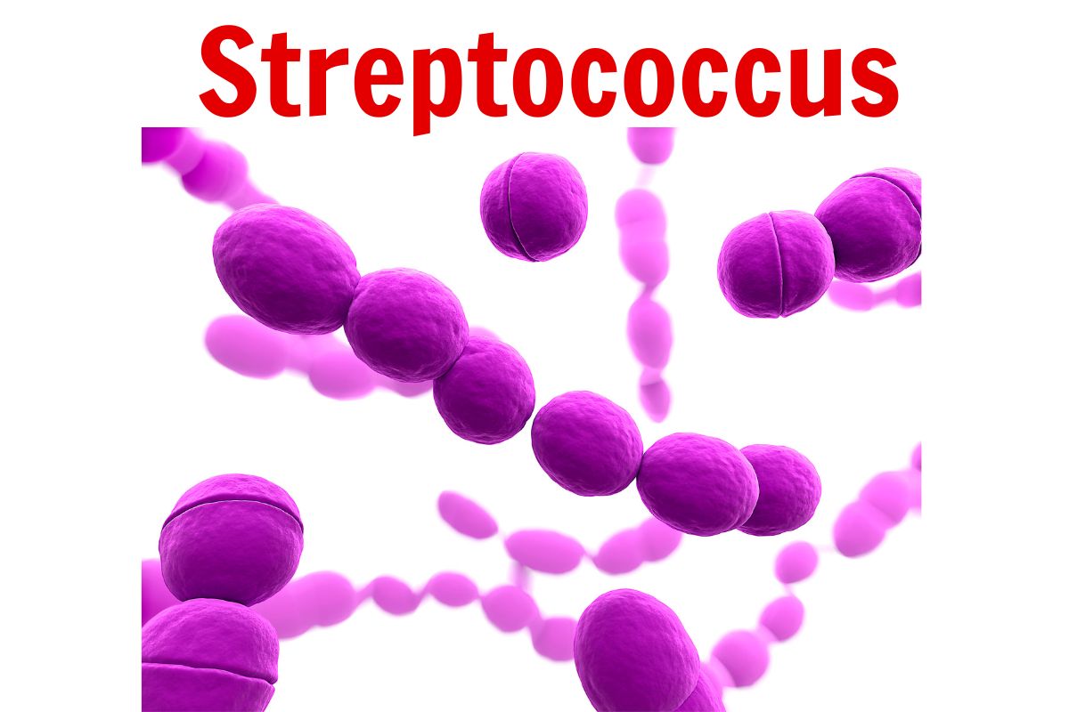 Streptococcus (liên cầu khuẩn) và những điều bạn nên biết