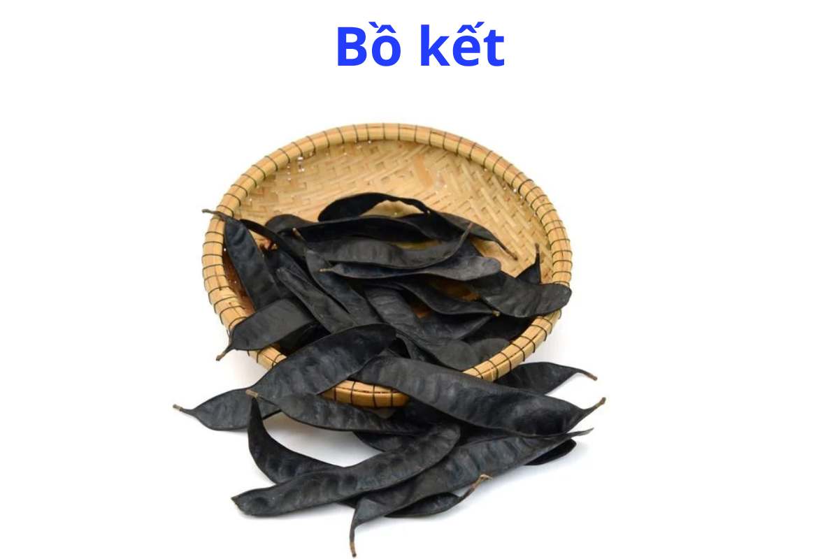 Bồ kết (Tạo giác thích) Gleditschia australis: Tác dụng và ứng dụng của ...
