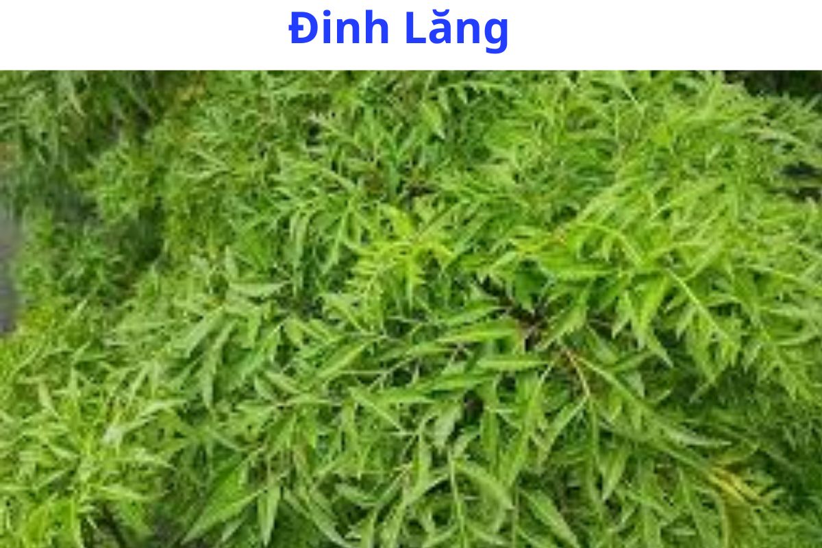Đinh Lăng (Polyscias fruticosa) bộ phận dùng, có tác dụng gì?