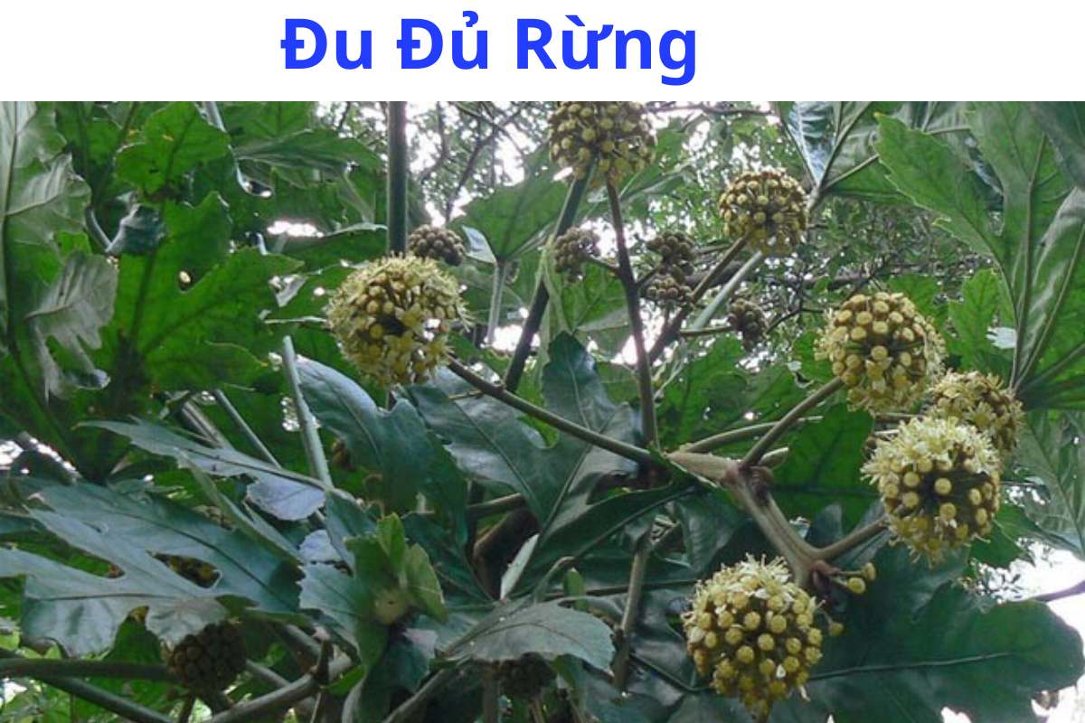 Đu đủ rừng (Trevesia palmata) bộ phận dùng, chữa bệnh gì?