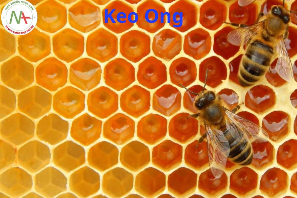 Keo Ong (Propolis) là gì, có tác dụng gì, cách sử dụng?
