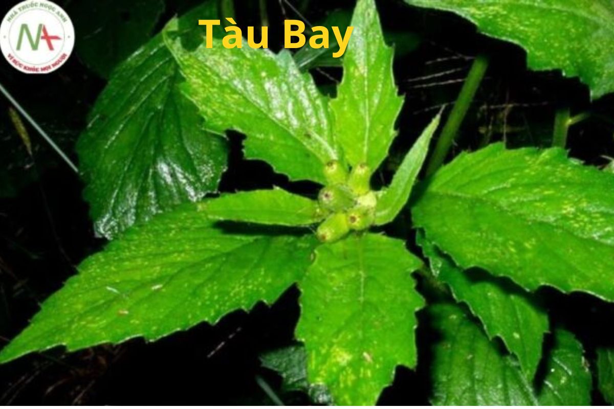 Tàu Bay - Nhà thuốc Ngọc Anh